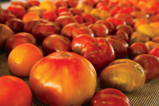 Tasty Winter Tomatoes Are Trending Thanks to Greenhouse Farming | Farm ...