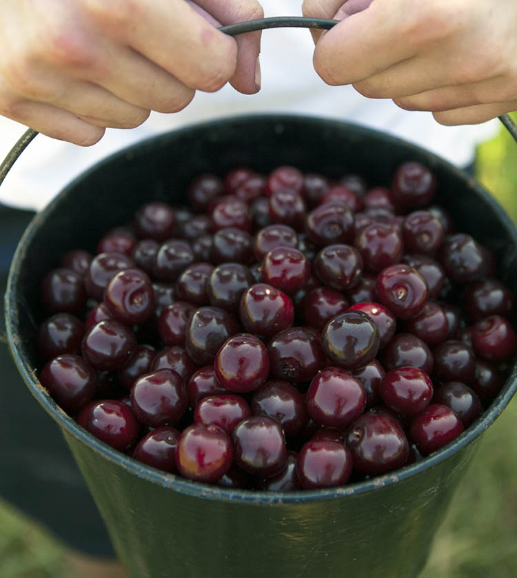 10 Things You Didn’t Know About Cherries - Farm Flavor
