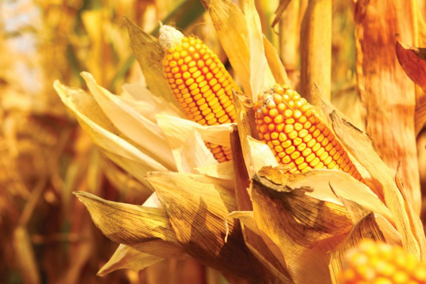 Top Indiana Agriculture Products - Farm Flavor