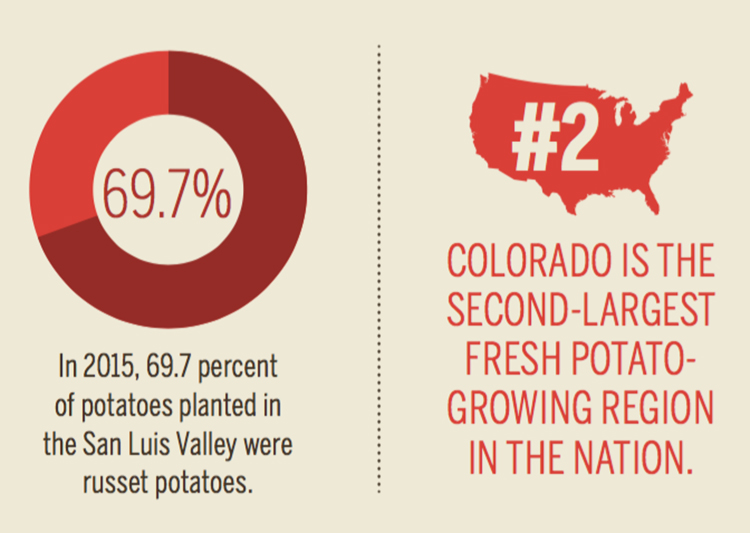 Plentiful Potatoes Grown in Colorado