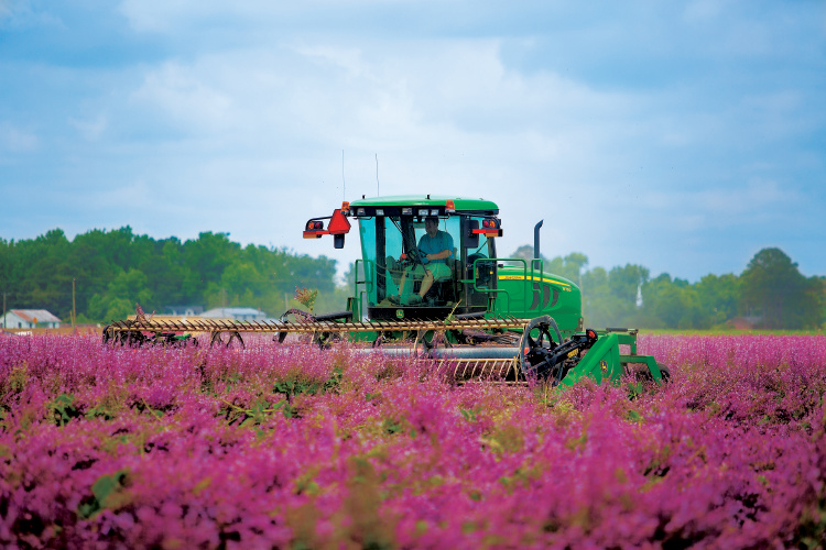 Unique Clary Sage Industry Makes its Home in North Carolina - Farm Flavor