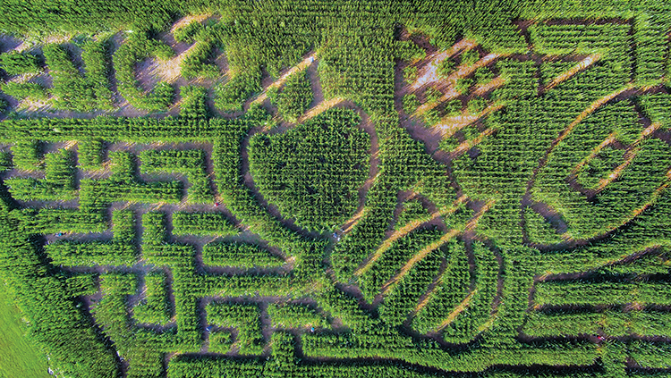 North Carolina Specialty Crops Support Small Farmers - Farm Flavor