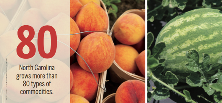 North Carolina's Diverse Agriculture - Farm Flavor