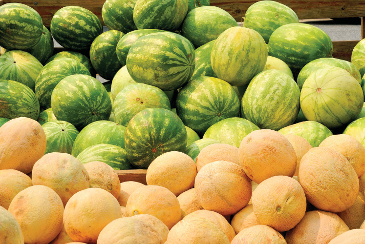 Heirloom Watermelon Varieties From Louisiana