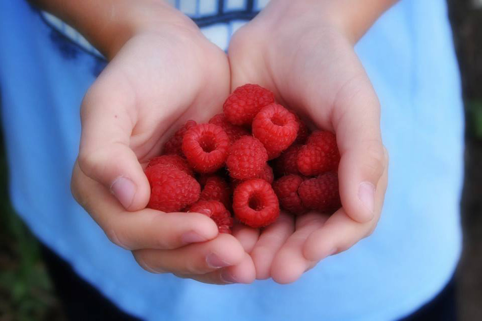5 Fun Facts About Raspberries - Page 3 of 6 - Farm Flavor