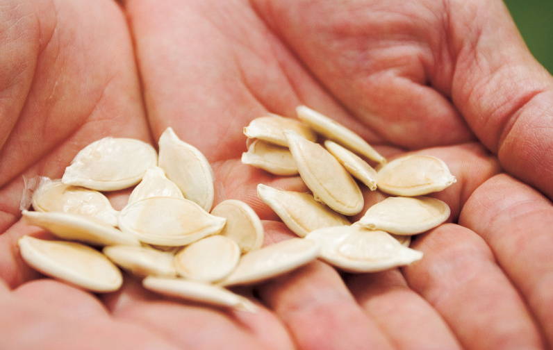 How Colorado-Based Hollar Seeds is Feeding the World - Farm Flavor