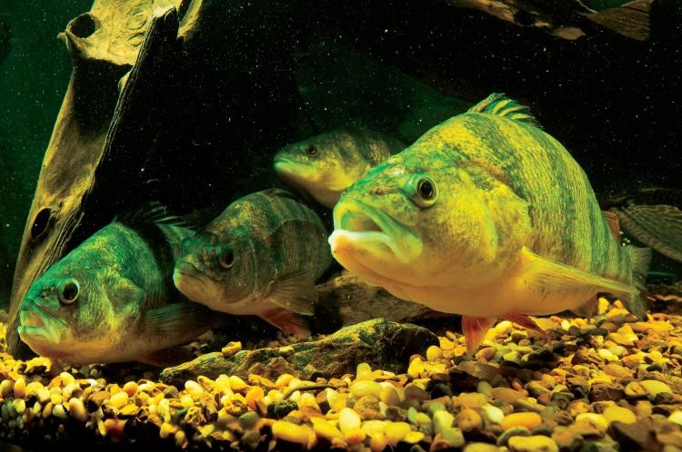 Sustainability Inside a Fish Farm - Farm Flavor