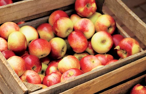 5 Must-Visit Apple Orchards in the Northwest - Farm Flavor