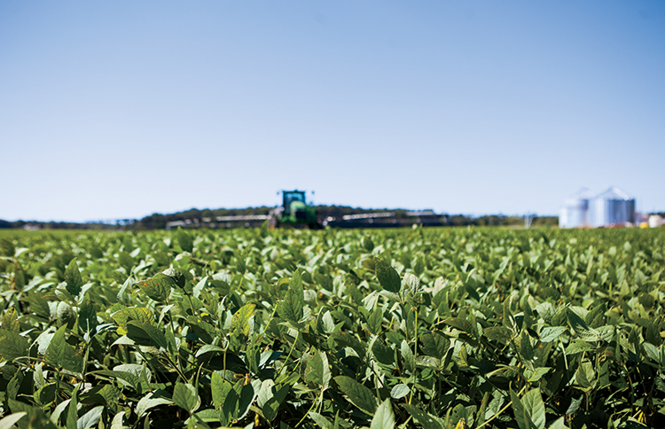Top 10 Crops Grown in the United States - Page 8 of 10 - Farm Flavor
