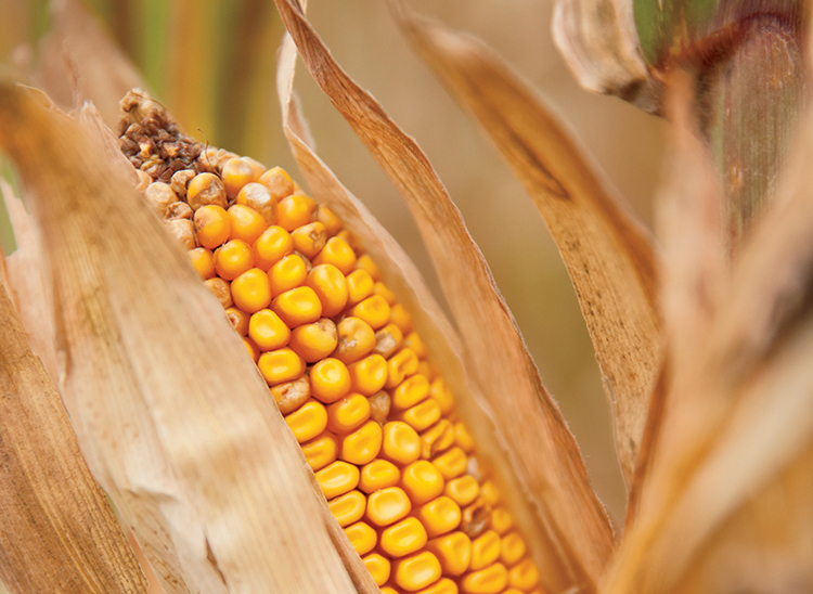 Seed Corn is the Key to Success in Nebraska - Farm Flavor