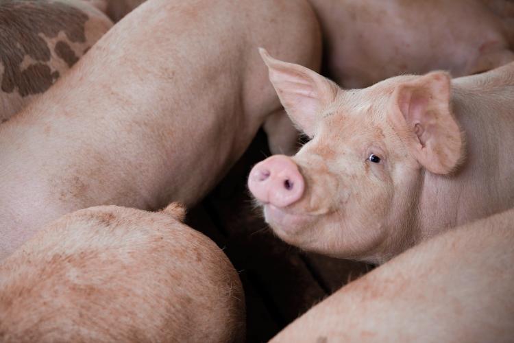 Mississippi Farmers are in Hog Heaven - Farm Flavor