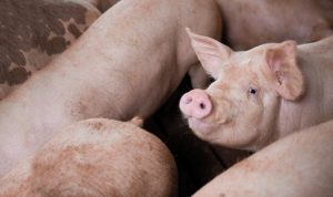 Top 10 Michigan Agricultural Products - Farm Flavor