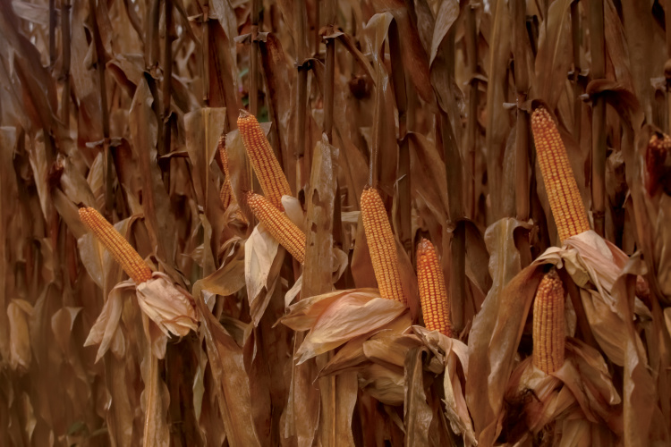 Top 10 New Mexico Agricultural Products - Page 9 of 10 - Farm Flavor