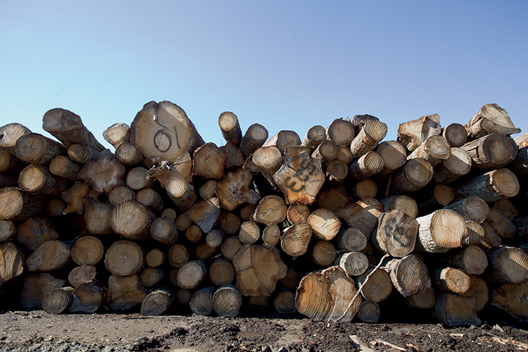 Virginia's Future Forests - Farm Flavor
