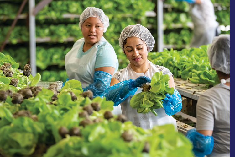 Virginia Farms Come in All Sizes - Farm Flavor