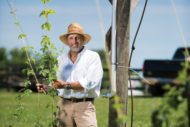 Hops Go From Farm to Pint - Farm Flavor