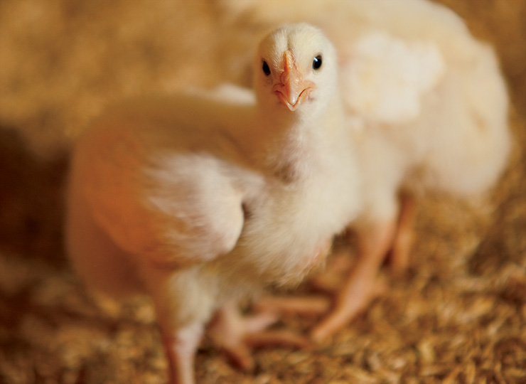 Poultry Ranks High Among Kentucky's Commodities and Exports - Farm Flavor