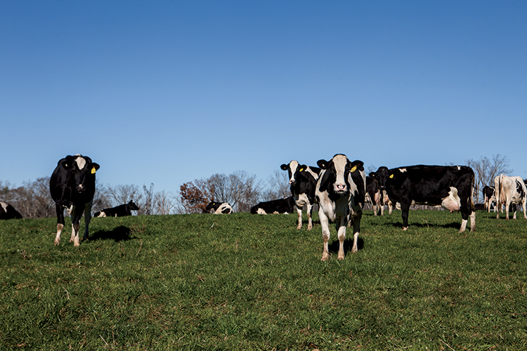 Holy Cow: South Carolina Dairy is Thriving - Farm Flavor