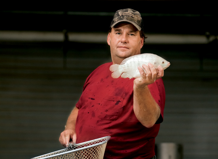 Tapped in to Tilapia: Fish Farming Growing in Georgia - Farm Flavor