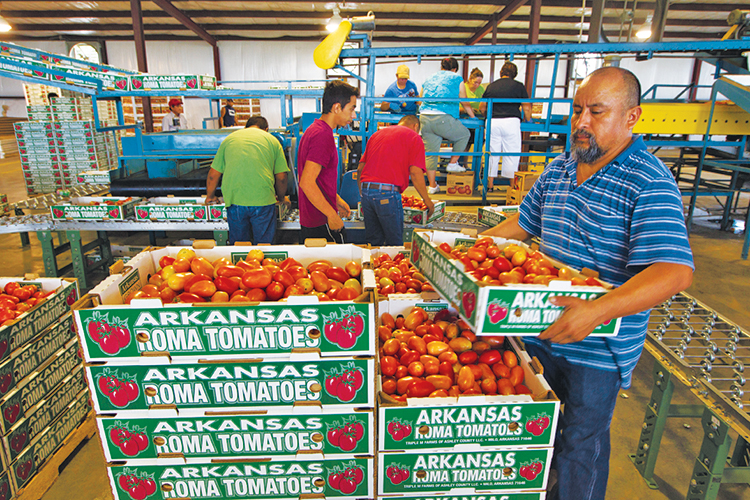 Arkansas Tomatoes are Ripe for the Pickin' - Farm Flavor