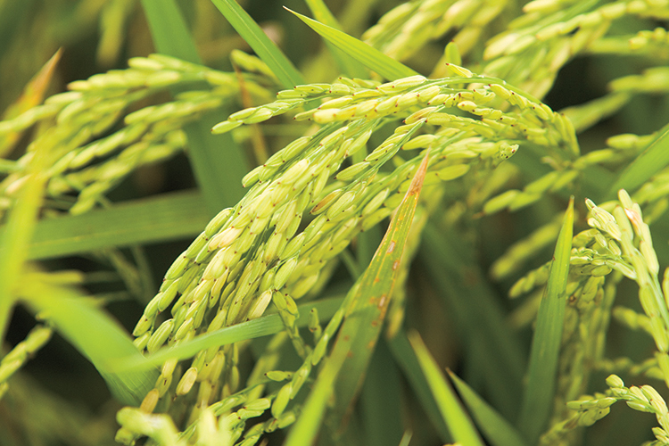 Top 10 Missouri Agricultural Products - Page 10 of 10 - Farm Flavor