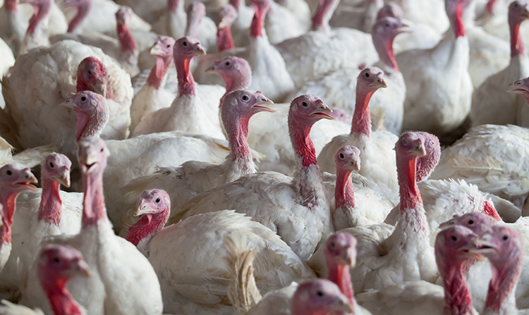 Top 10 Ohio Agriculture Products - Farm Flavor