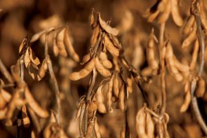 Top 10 Michigan Agricultural Products - Farm Flavor