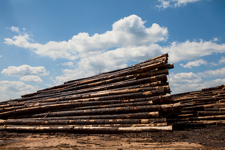 Touting Timber in Mississippi - Farm Flavor