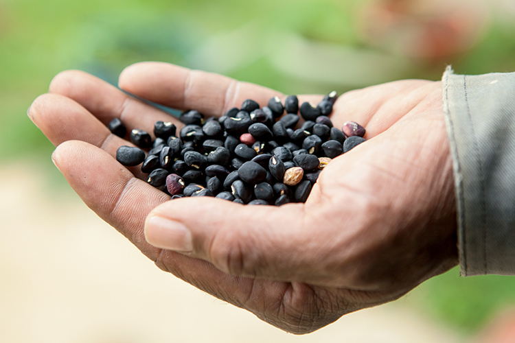 How International Markets Are Boosting Michigan's Dry Bean Industry ...