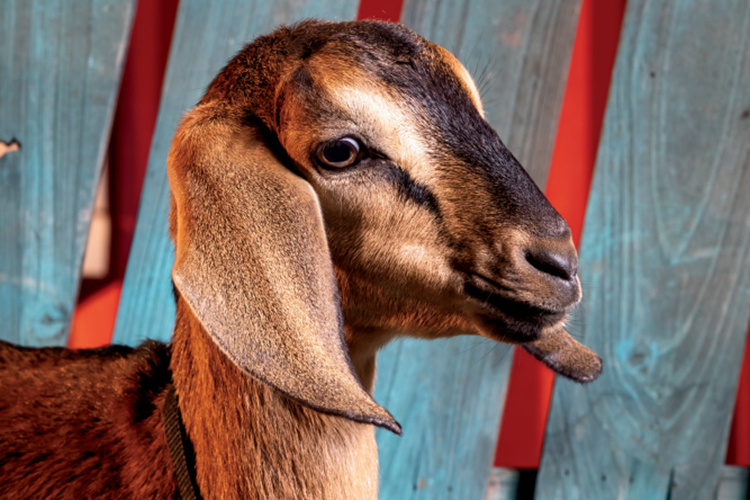 Nevada Gift Guide of Locally Made Products - Farm Flavor