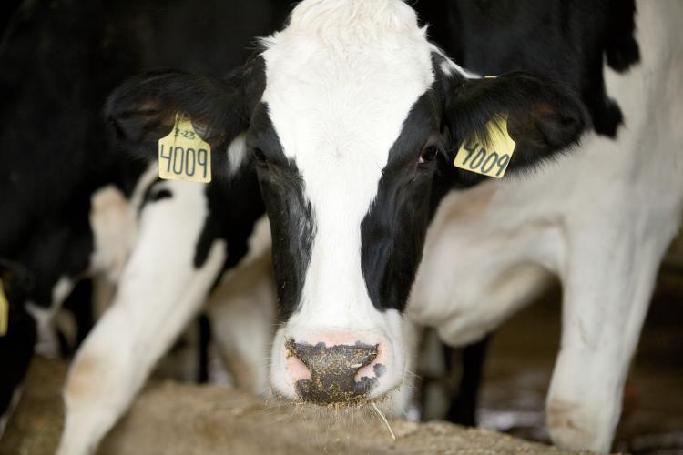 Nebraska's Top 10 Agricultural Products - Farm Flavor