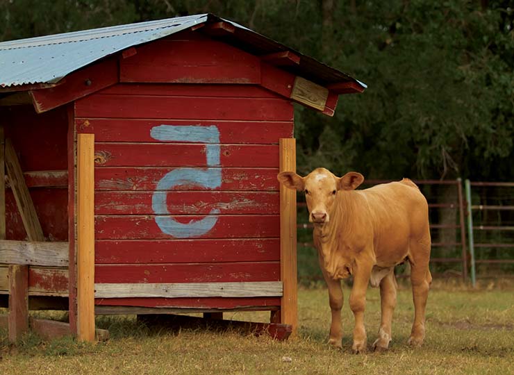 An Overview of Texas Agriculture - Farm Flavor