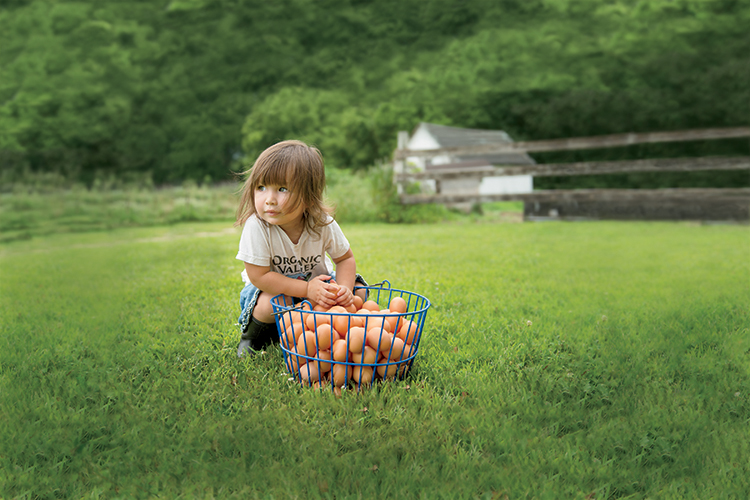 Organic Valley: Pioneering a Movement - Farm Flavor