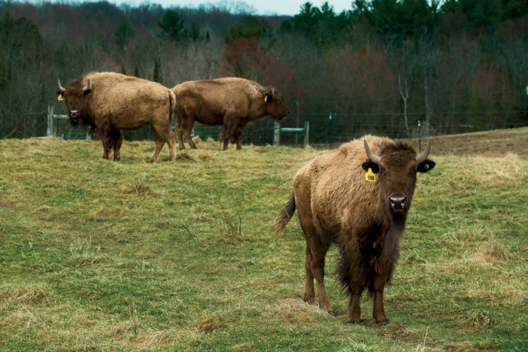 Wisconsin Bison Farm Produces Tasty, Healthy Bison Meat - Farm Flavor