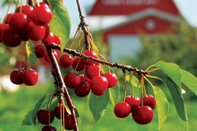10 Fun Facts You Didn’t Know About Cherries - Page 2 of 10 - Farm Flavor