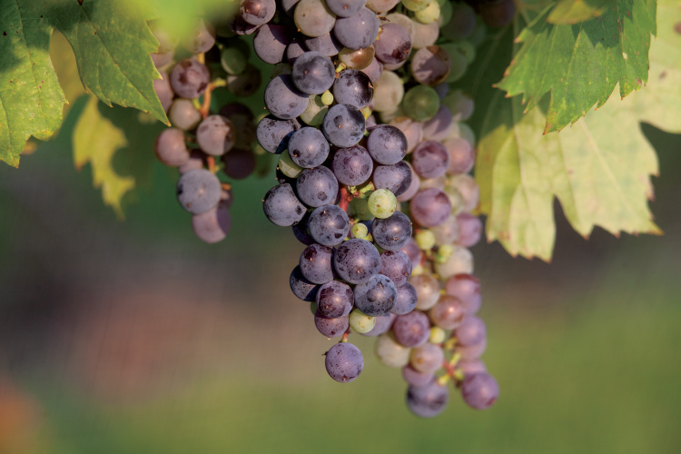 Visit Connecticut Wineries With the Passport to CT Farm Wineries ...