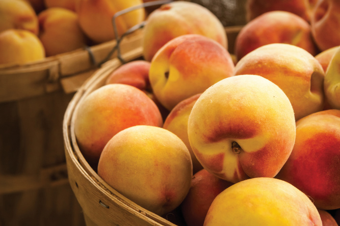 Where to Pick Peaches in the South This Summer - Farm Flavor