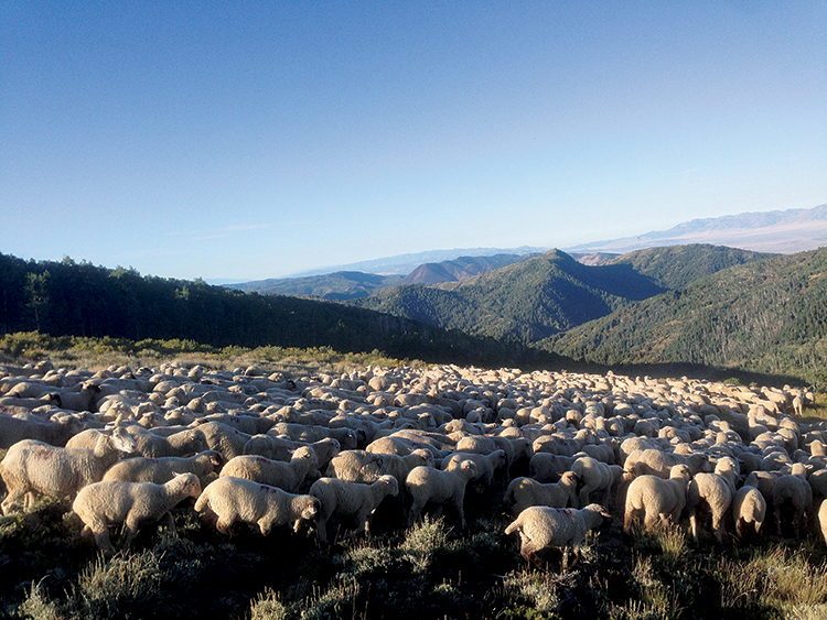 Ewes in Utah - Farm Flavor