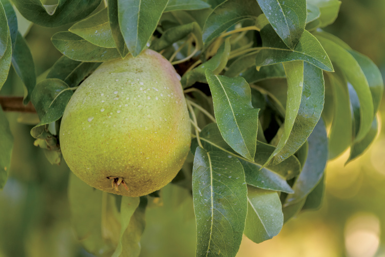 Oregon Pear Producers Share the Fruits of their Labor - Farm Flavor