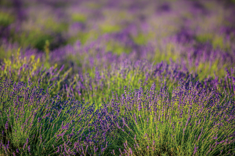 12 Beautiful Lavender Farms to Visit in the U.S. - Farm Flavor
