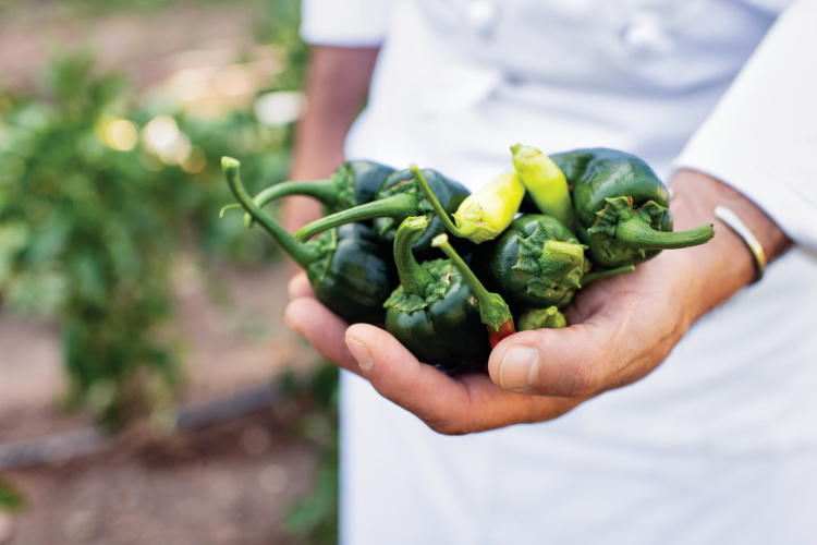 6 Surprising Products Made With New Mexico Hatch Chiles - Farm Flavor