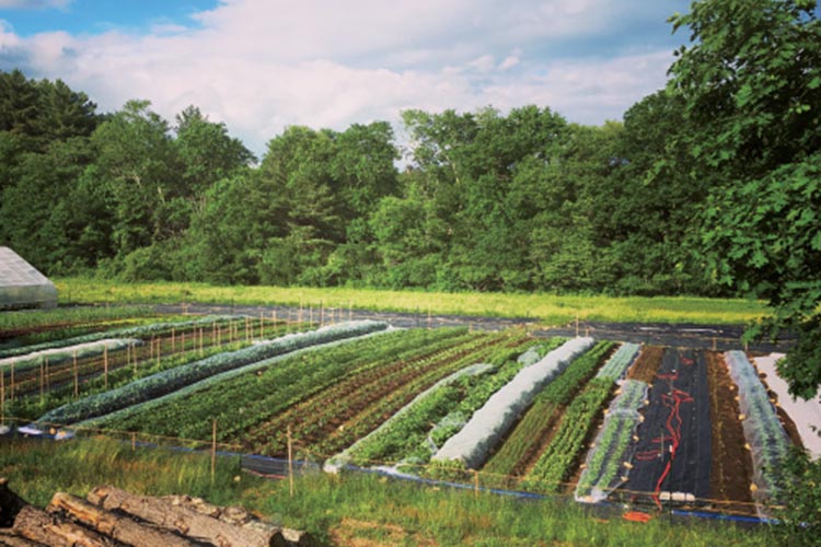 How Connecticut Helps Beginning Farmers Grow Their Dreams - Farm Flavor