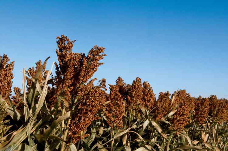 Top Kansas Agricultural Products - Page 5 of 10 - Farm Flavor