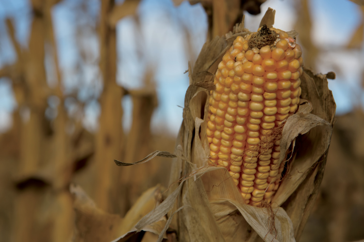 North Dakota's Top 10 Agricultural Commodities - Page 3 of 10 - Farm Flavor