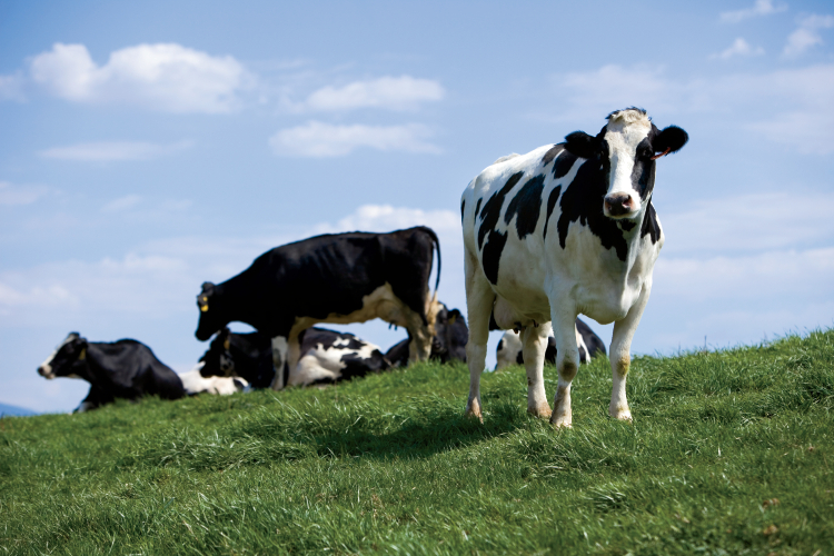 Wisconsin's Top 10 Agricultural Commodities - Farm Flavor