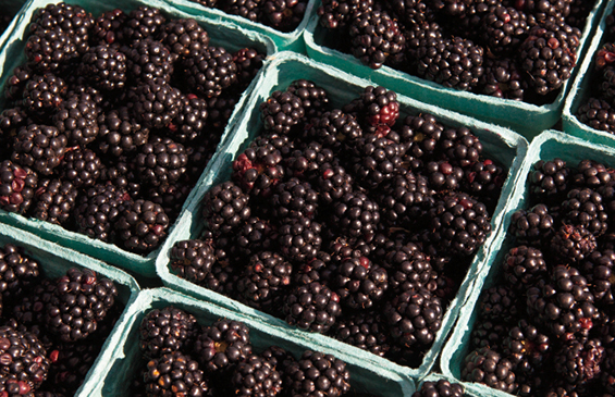 7 Fun Facts About Blackberries - Page 3 of 7 - Farm Flavor