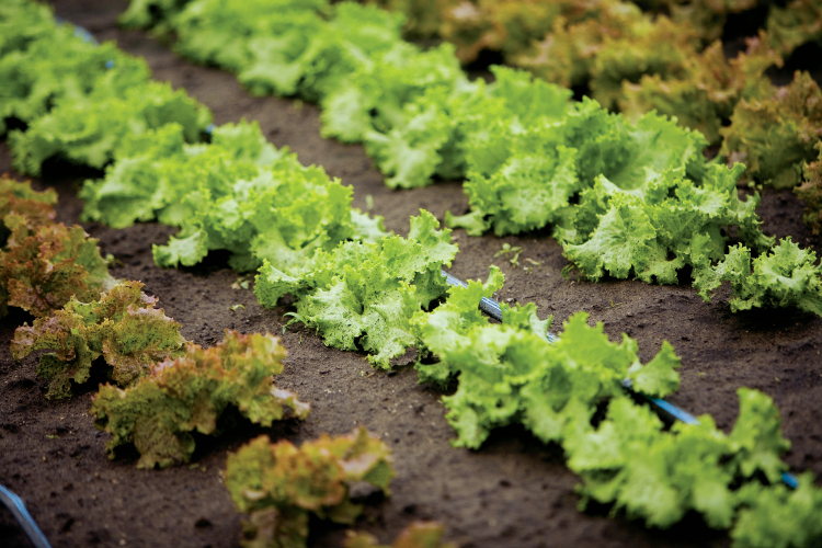 Top 10 Agriculture Products in California - Farm Flavor