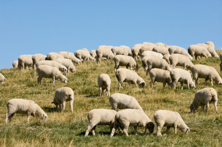 Kentucky is Well Suited for Sheep and Goats - Farm Flavor