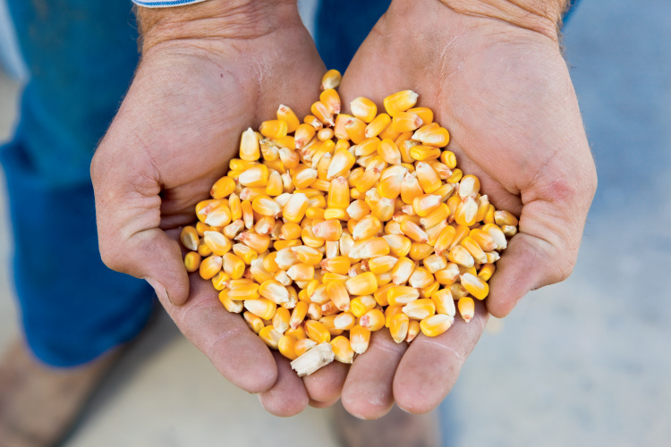 Top 10 Michigan Agricultural Products - Farm Flavor