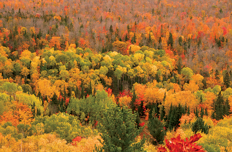 How Michigan Forest Programs Benefit Landowners, the Environment - Farm ...